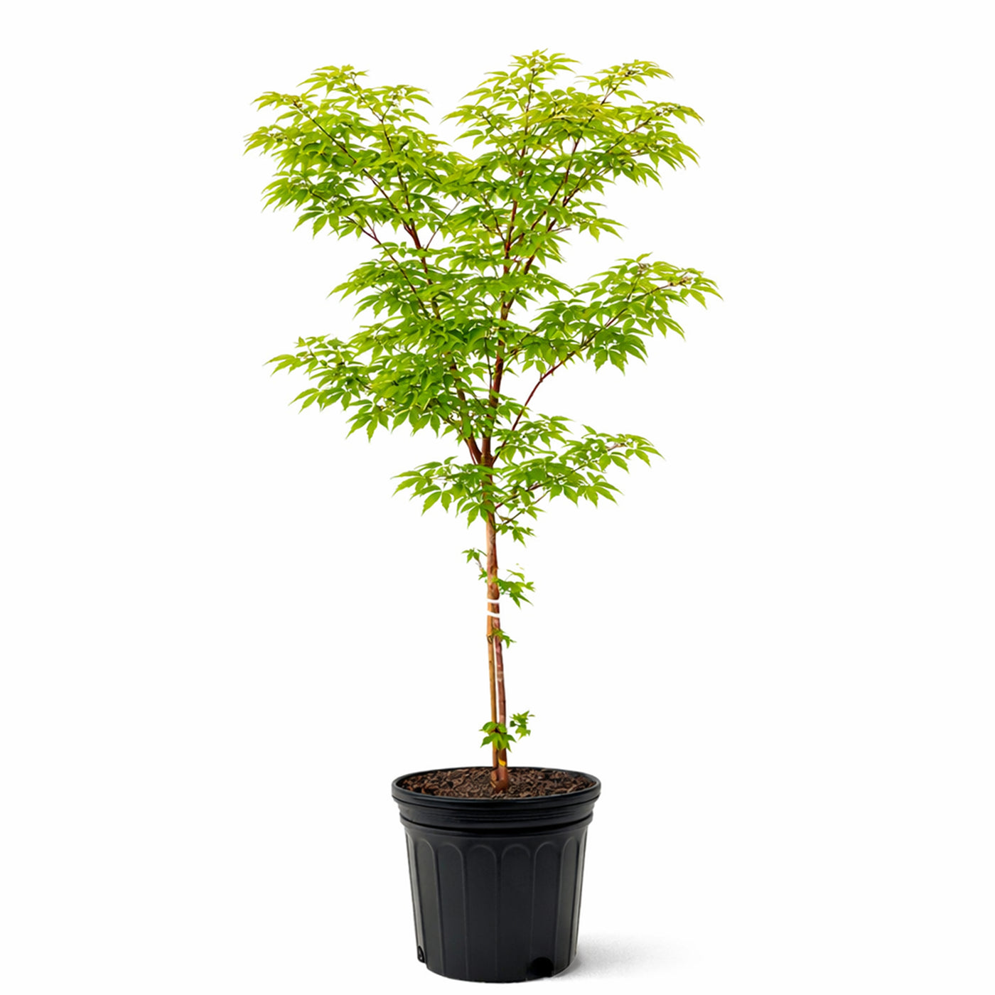 Maple - Japanese Sango Kaku – Plant Me Green