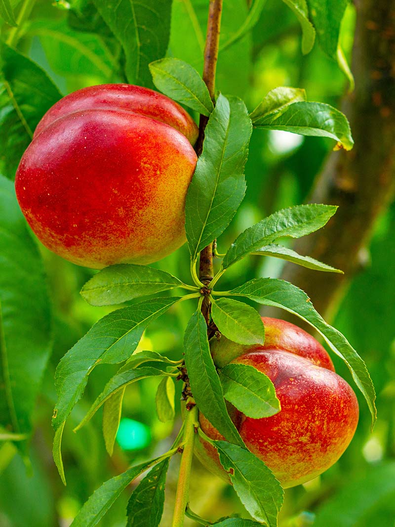 Nectarine - Karla Rose – Plant Me Green