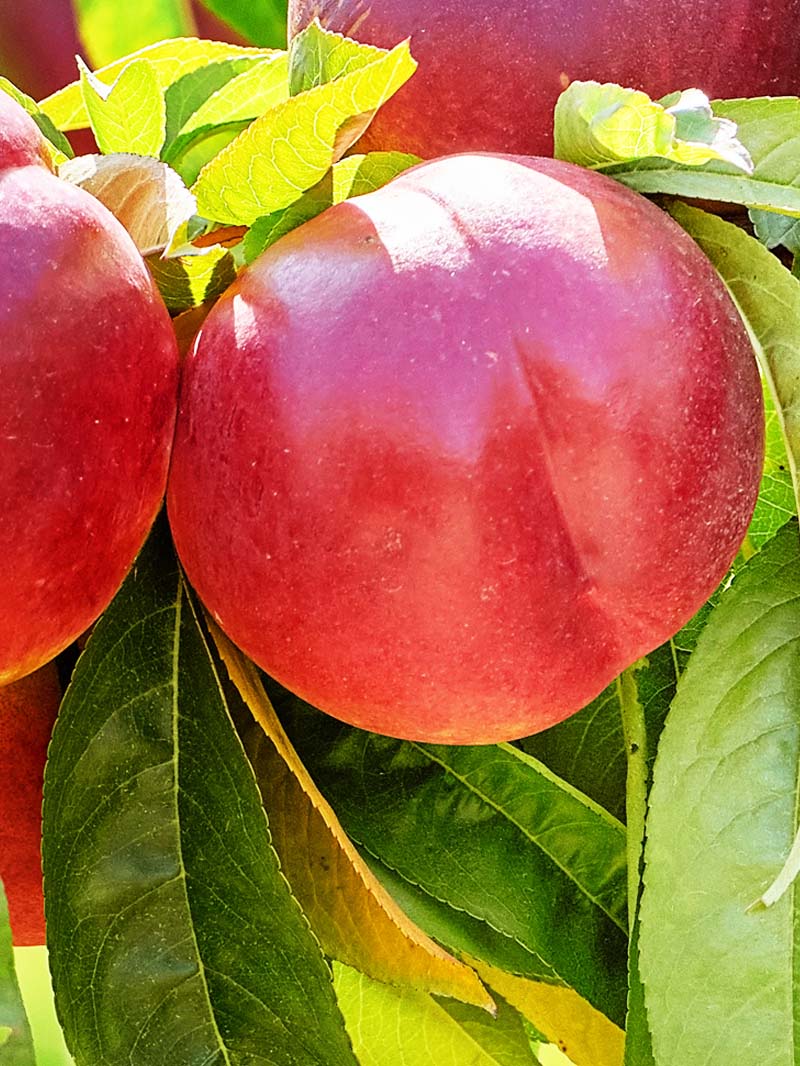 Nectarine - Mericrest – Plant Me Green