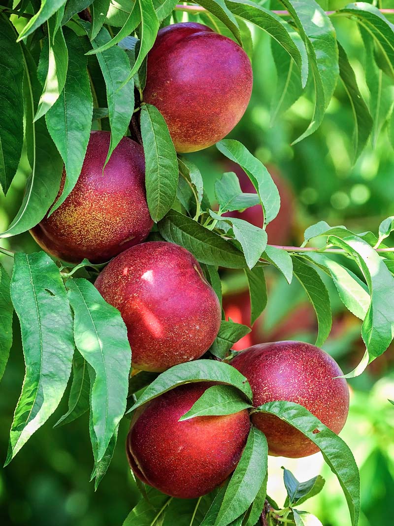 Nectarine - Sun Red – Plant Me Green