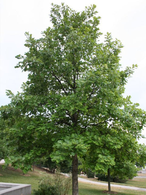 Oak Trees for Sale | Buy Oak Trees Online – Plant Me Green