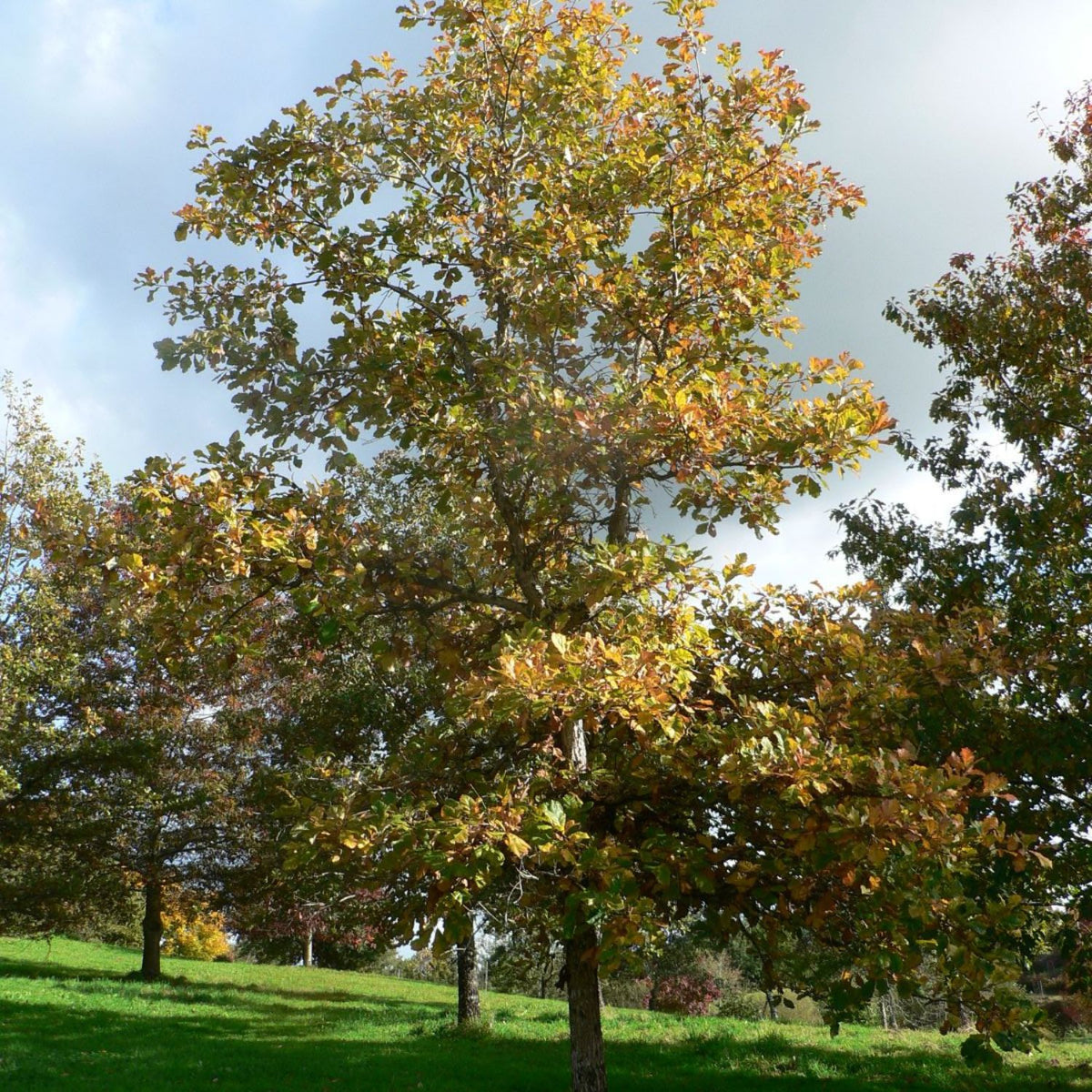 Oak - Conundrum – Plant Me Green
