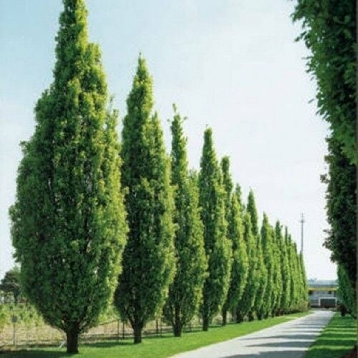 Oak - Green Pillar (Columnar) – Plant Me Green