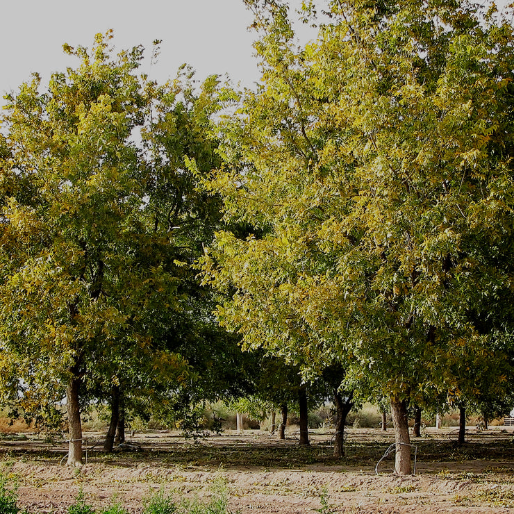 Buy Pecan Trees in Containers | Pecan Trees for Sale Online – Plant Me ...