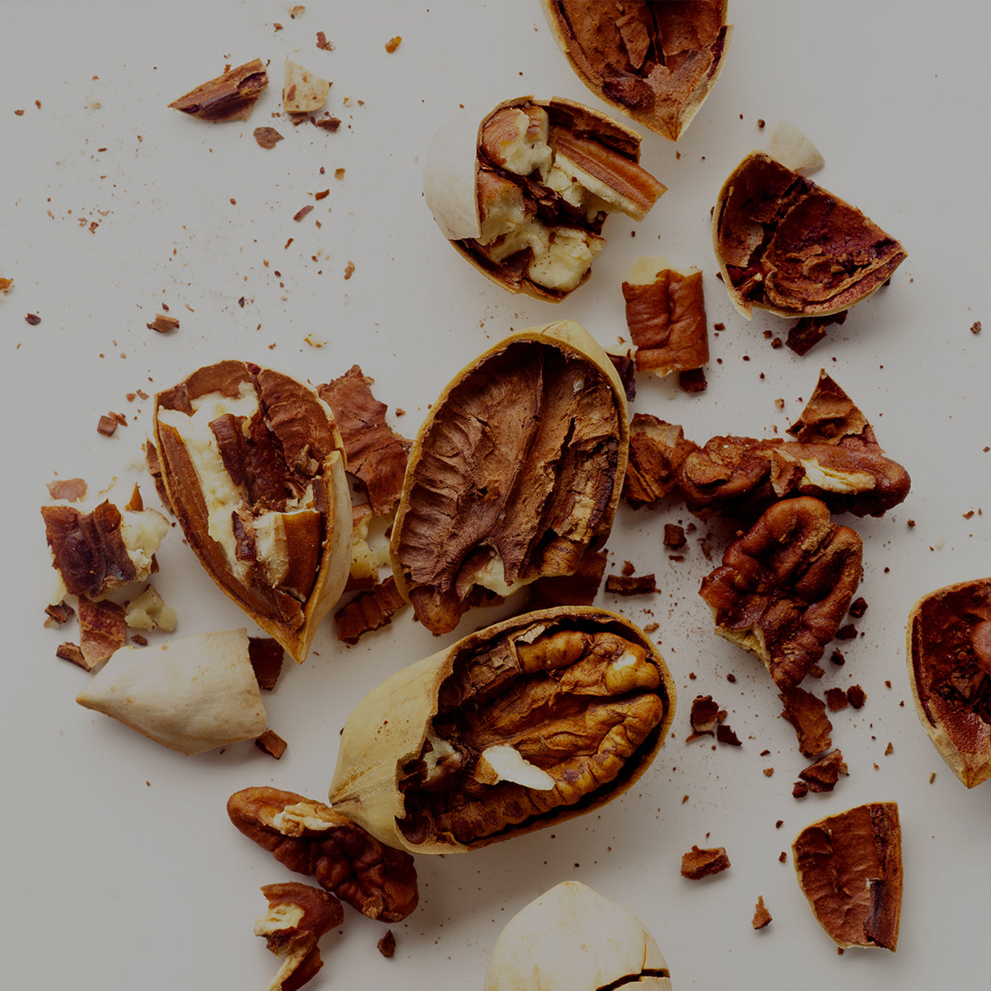 Buy Pecan Trees in Containers | Pecan Trees for Sale Online – Plant Me ...