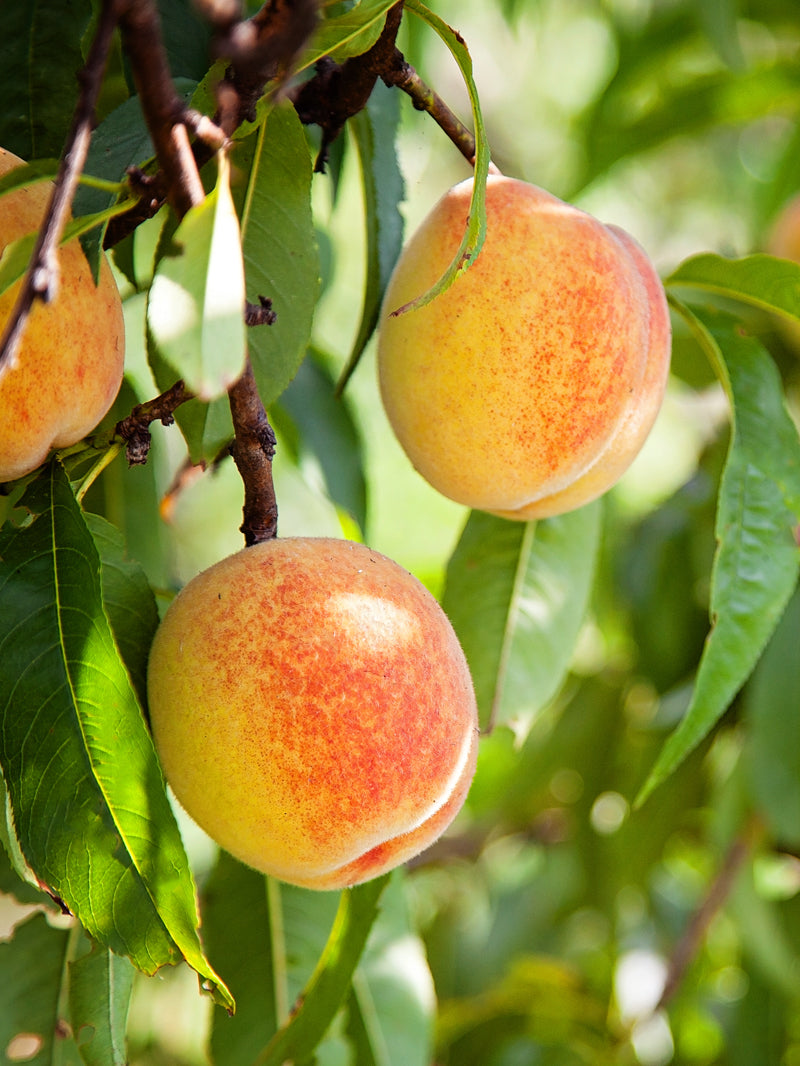Peach Trees - June Gold – Plant Me Green