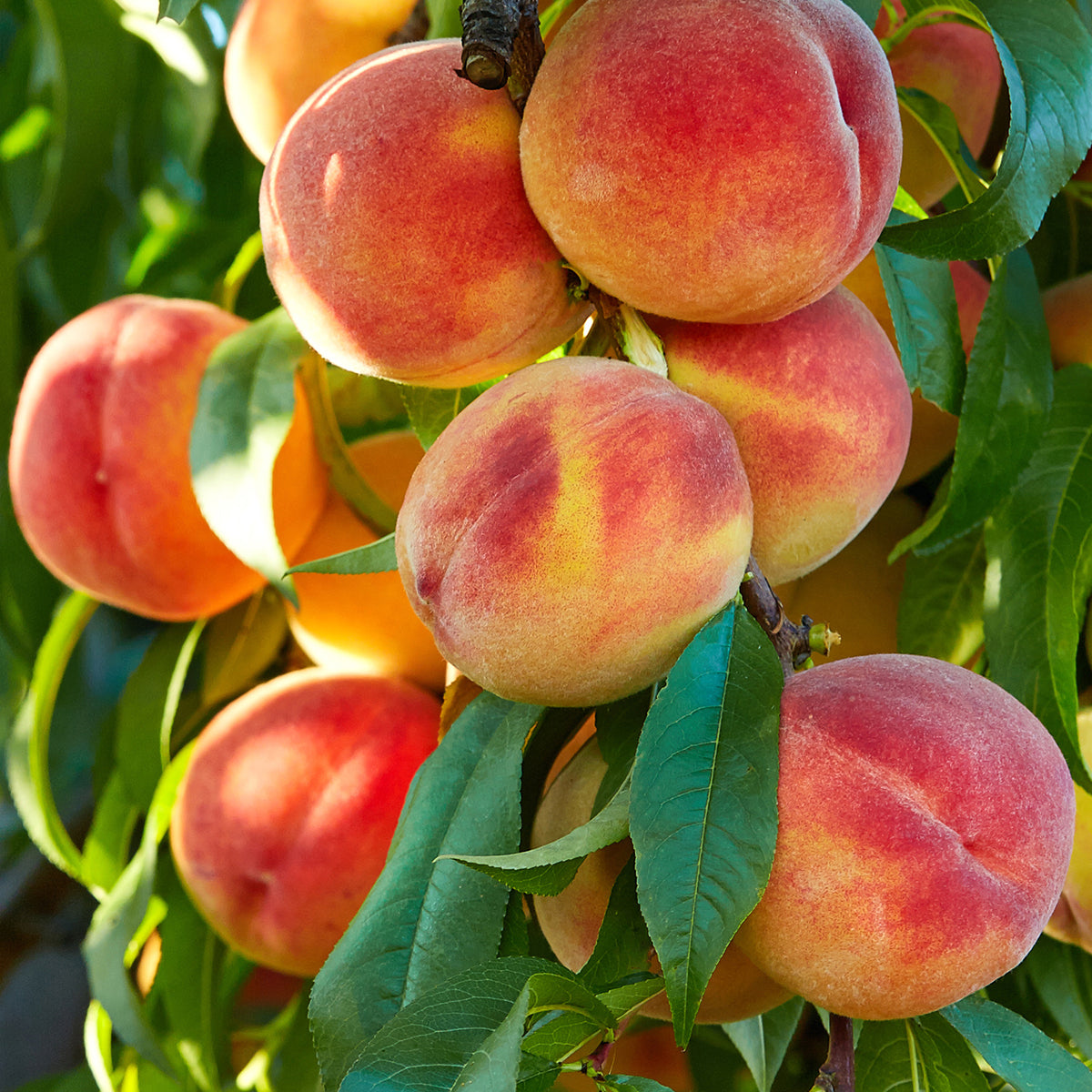 Peach Trees - Loring – Plant Me Green