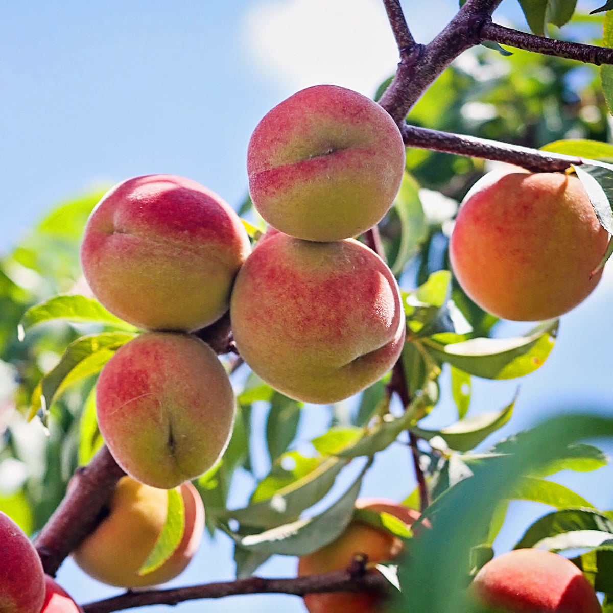 White Hale | Peach Trees | Plant Me Green