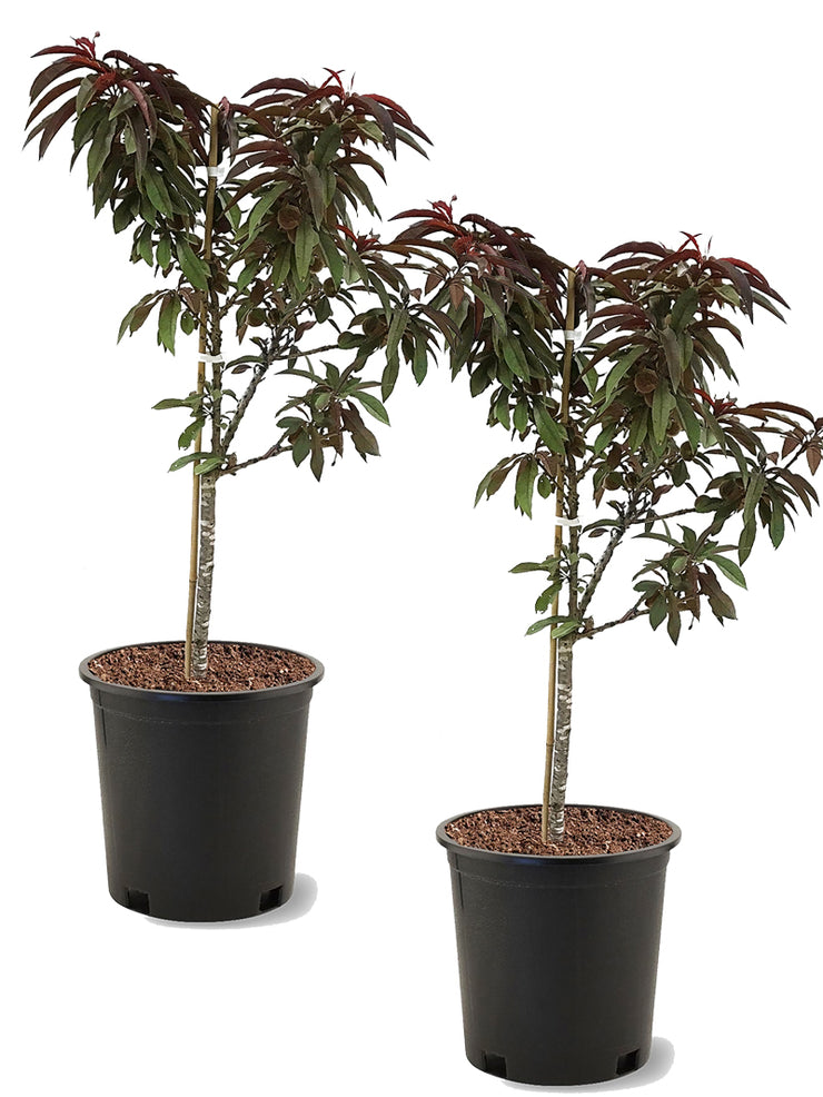 Peach Trees - Dwarf Bonfire Patio Peach – Plant Me Green