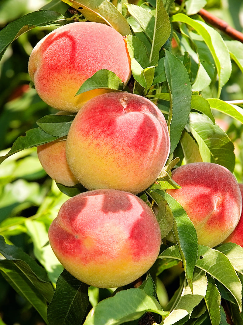Peach Trees- Flavorich – Plant Me Green