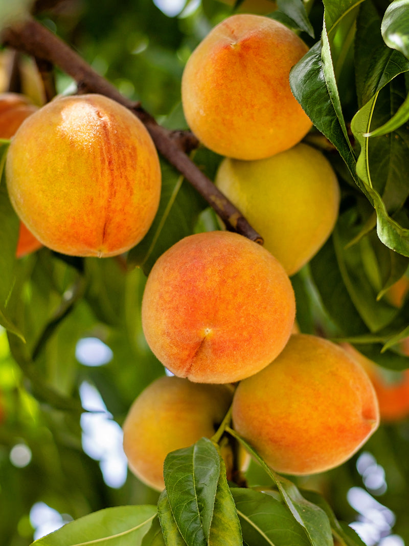 Peach Trees- Flordaqueen – Plant Me Green