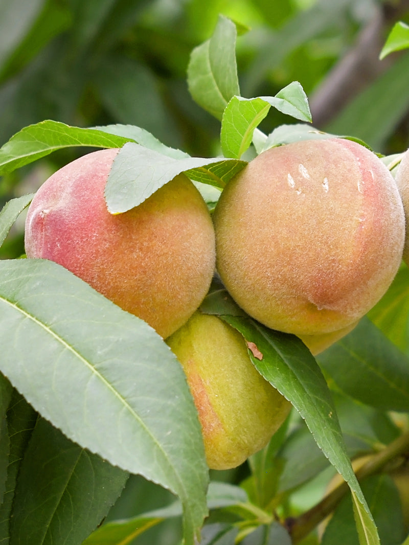 Peach Trees - White Lady – Plant Me Green