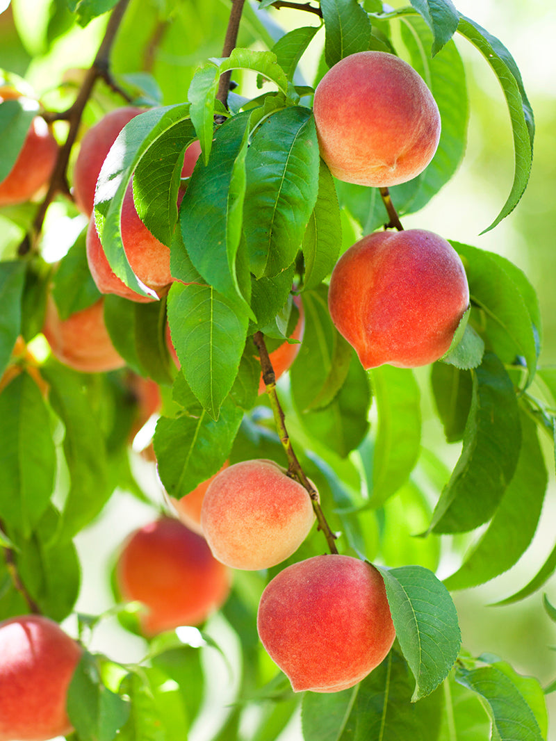 Peach Trees - Spring Flame – Plant Me Green