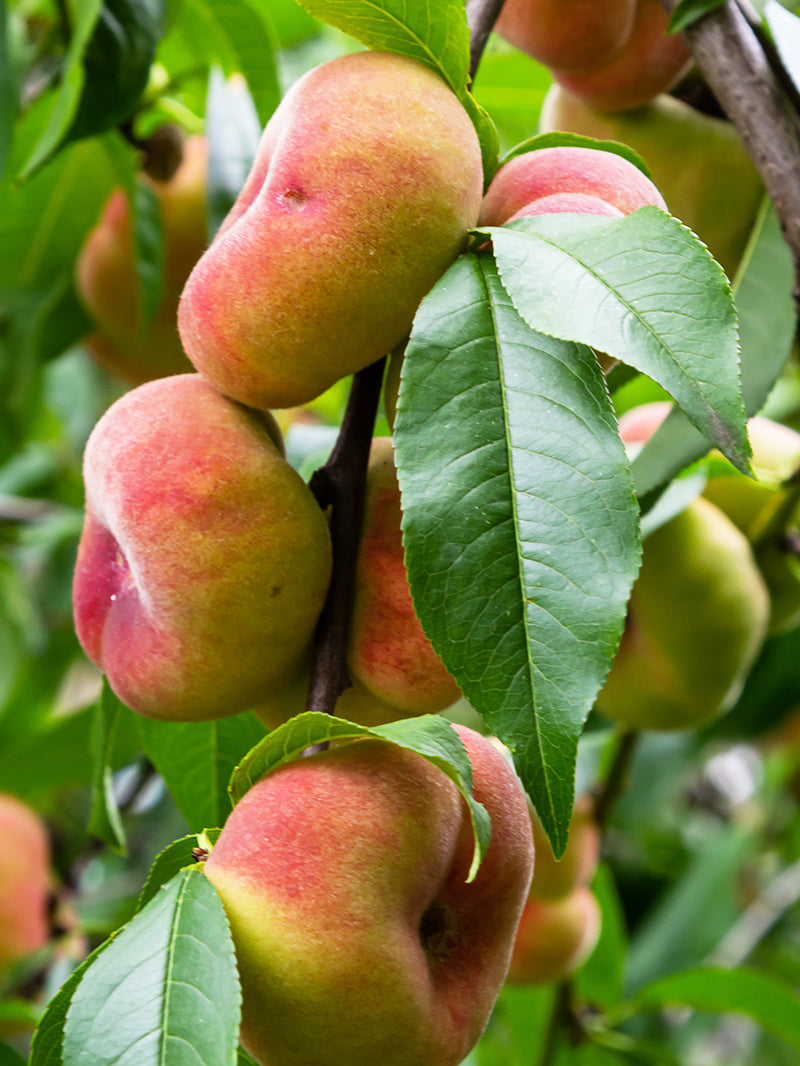 Peach Trees - Galaxy – Plant Me Green