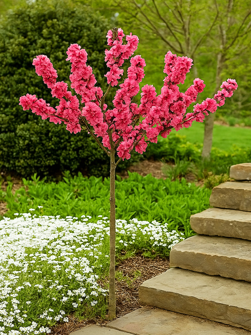 Patio Peach Trees - Ruby Ruffle – Plant Me Green