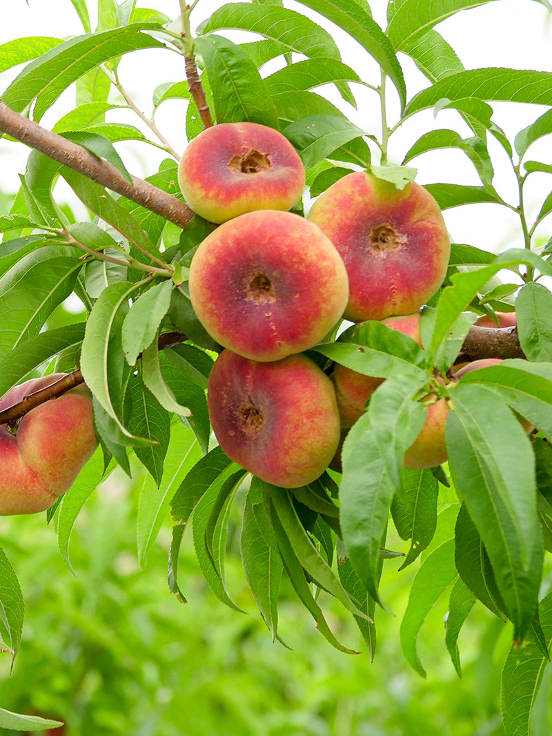 Peach Trees - Saturn – Plant Me Green