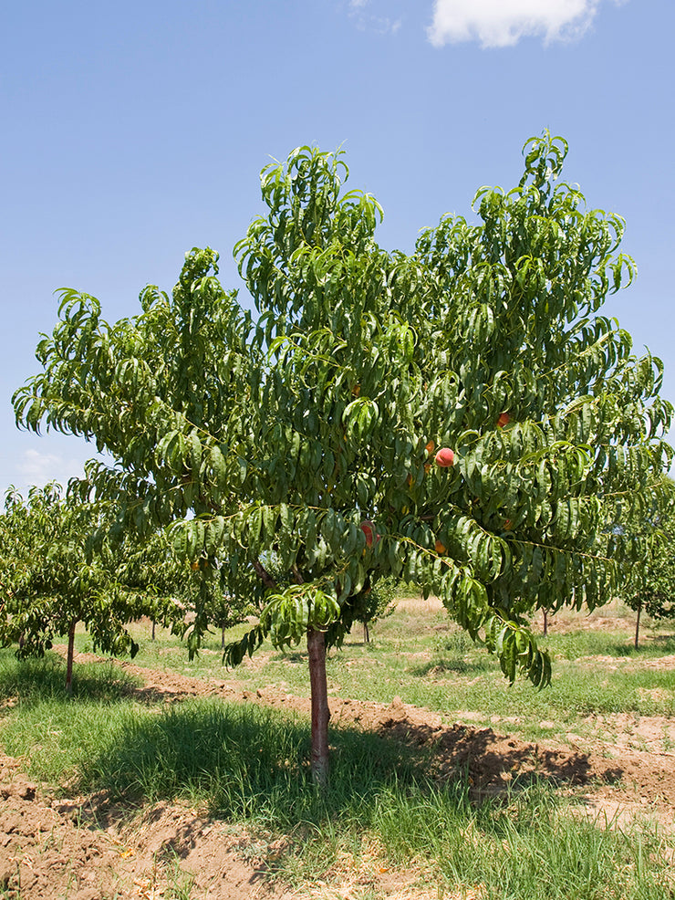 Peach Trees - Harvester – Plant Me Green