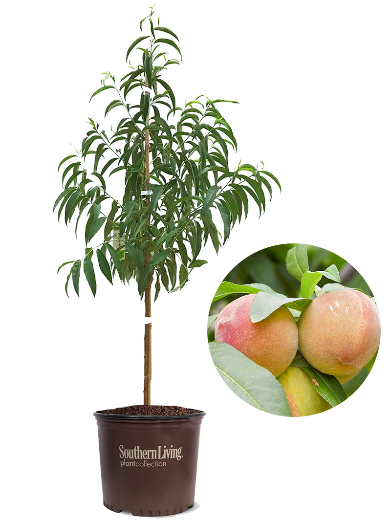 Peach Trees - Southern Living® White Lady – Plant Me Green