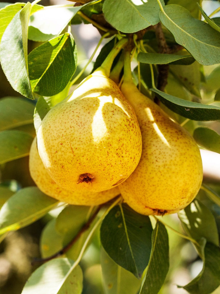 Pear Tree Planting Guide – Plant Me Green