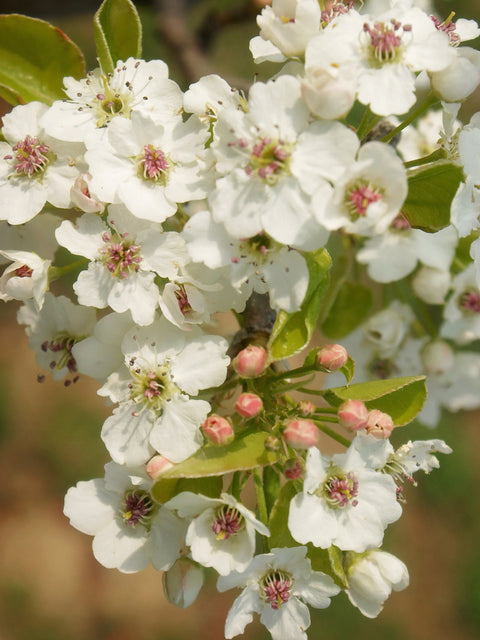 Pear Trees - Baldwin – Plant Me Green