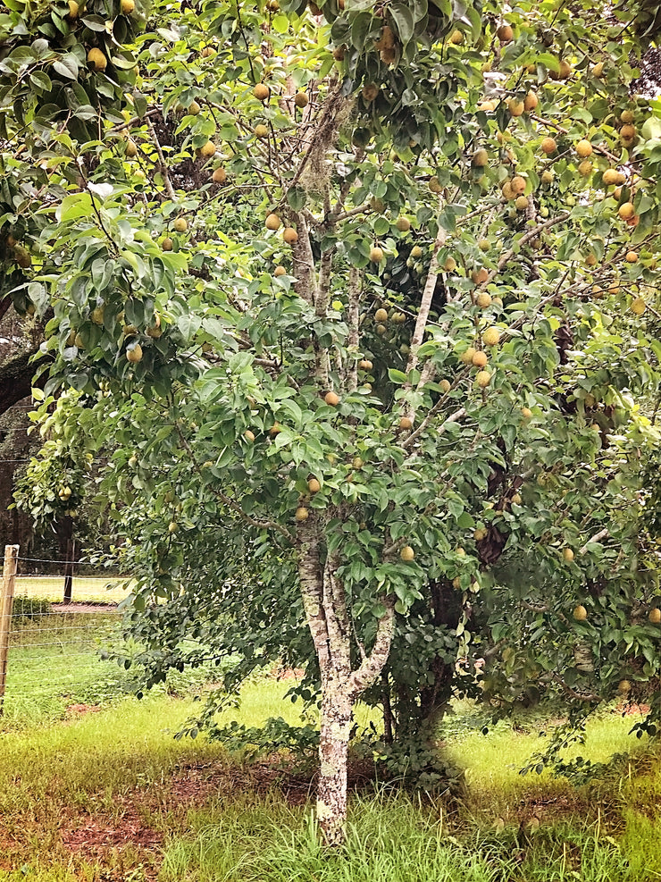 Pear Tree Planting Guide – Plant Me Green