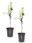 Pear Trees - Baldwin – Plant Me Green