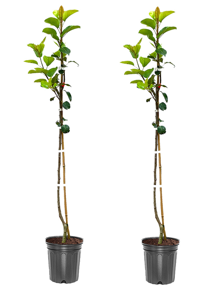 Pear Trees - Flordahome – Plant Me Green
