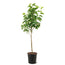 Pear Trees - Baldwin – Plant Me Green