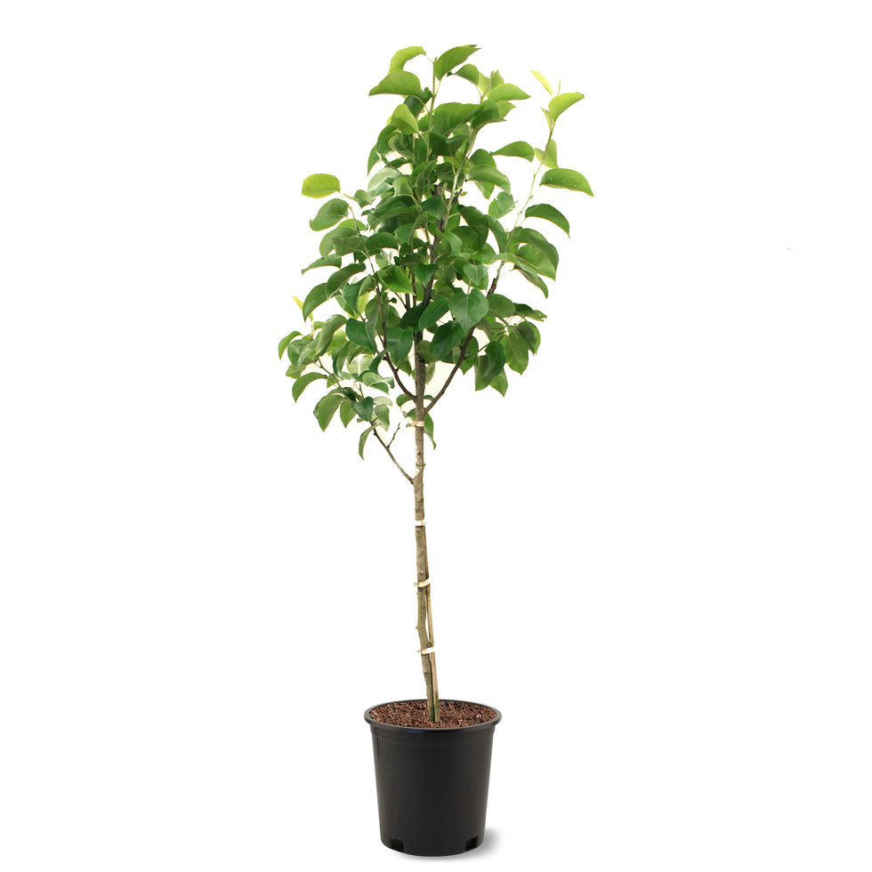 Pear Trees - Baldwin – Plant Me Green