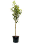 Pear Trees - Baldwin – Plant Me Green