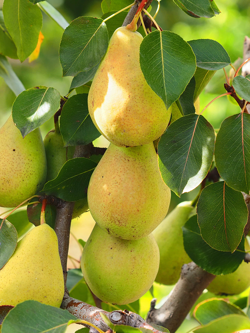 Kieffer Pear Tree | Fruit Trees – Plant Me Green