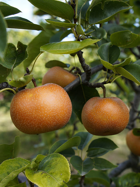 Pear Tree Planting Guide – Plant Me Green