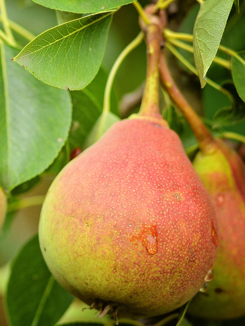 Bartlett Pear Tree | Fruit Trees – Plant Me Green