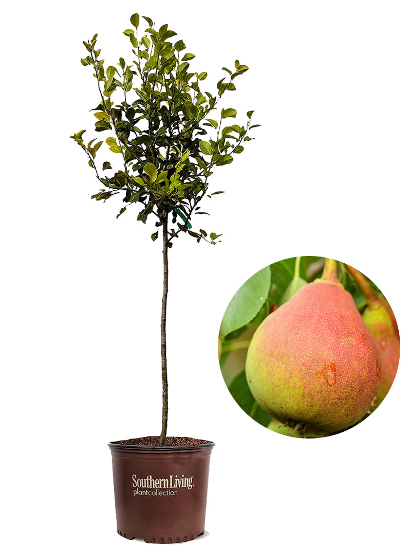 Bartlett Pear Tree | Fruit Trees – Plant Me Green