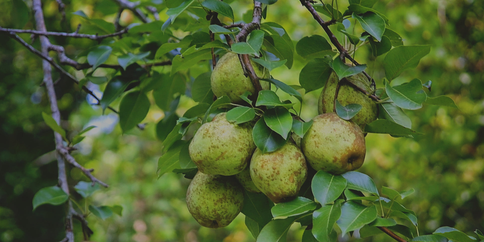 Pear Tree Planting Guide – Plant Me Green