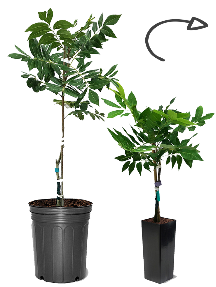 Pecan Trees – Plant Me Green