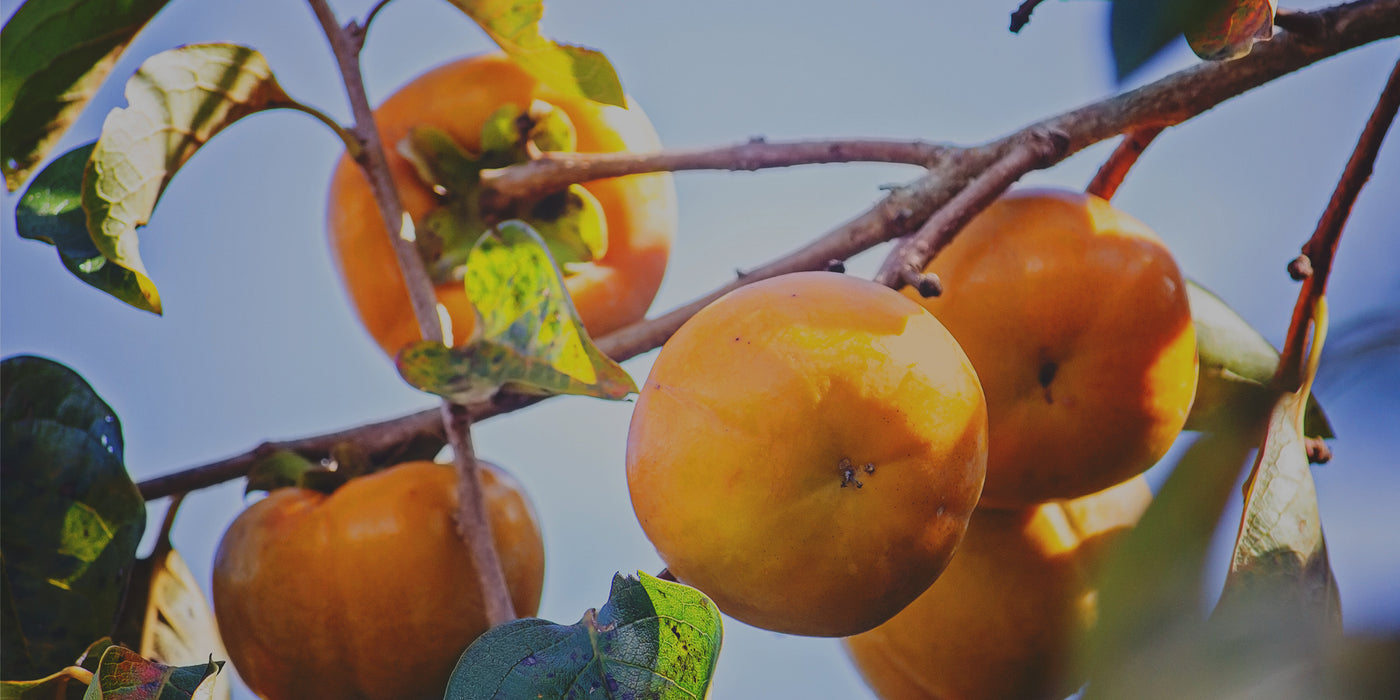 Persimmon Fruit Trees for Sale | Buy Persimmon Trees Online – Plant Me ...