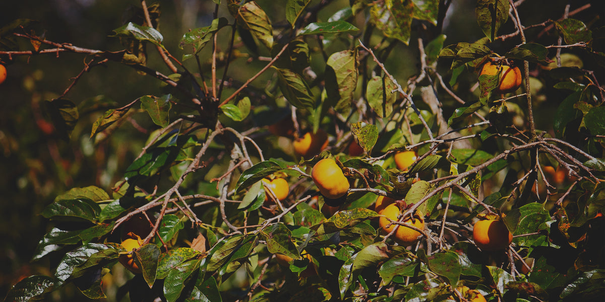 Persimmons Planting Guide – Plant Me Green