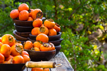 Persimmons Planting Guide – Plant Me Green