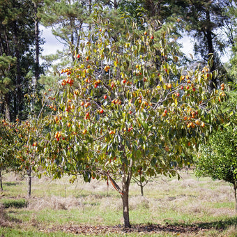Persimmons Planting Guide – Plant Me Green