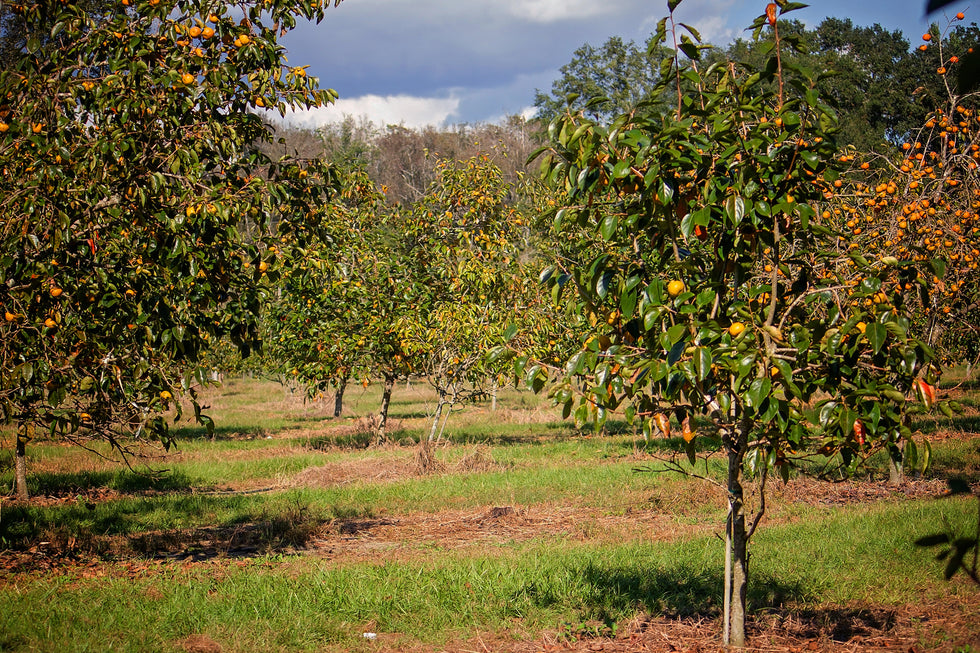 Persimmons Planting Guide – Plant Me Green