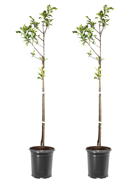 AU Rosa Plum Tree | Plum Trees for Sale – Plant Me Green