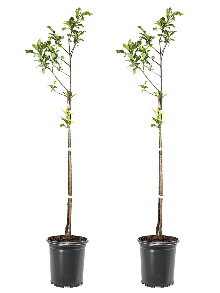 AU Rosa Plum Tree | Plum Trees for Sale – Plant Me Green