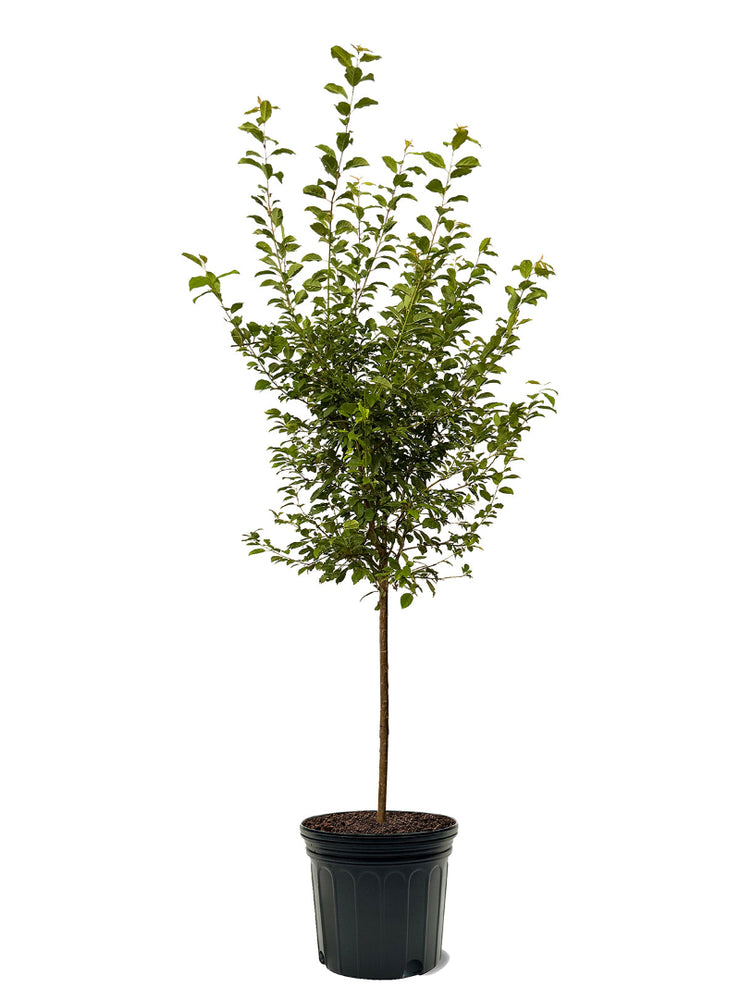 AU Rosa Plum Tree | Plum Trees for Sale – Plant Me Green