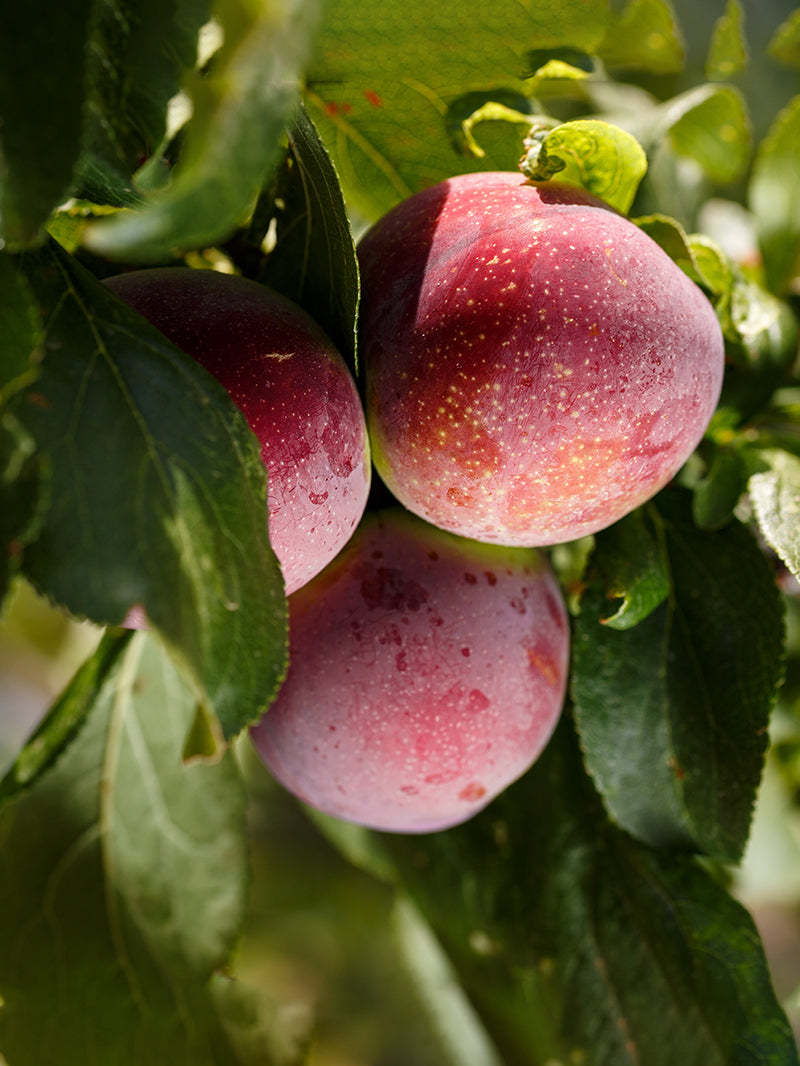 Plum Trees - AU Roadside – Plant Me Green