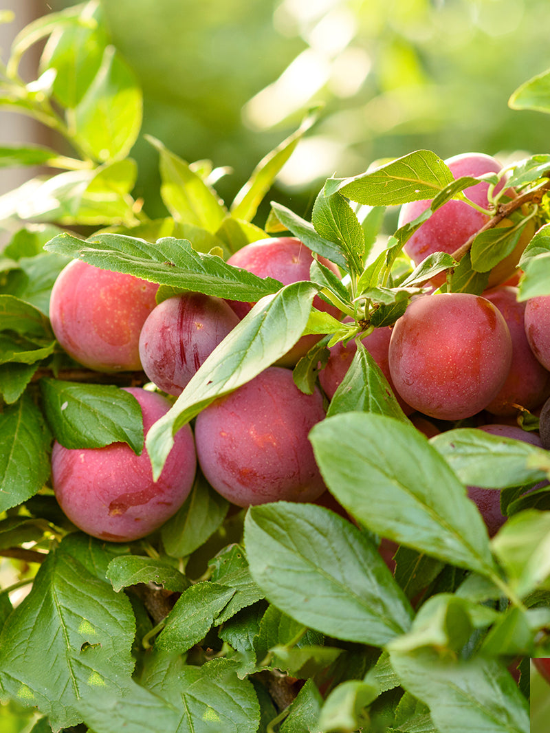 Plum Trees - Red June – Plant Me Green