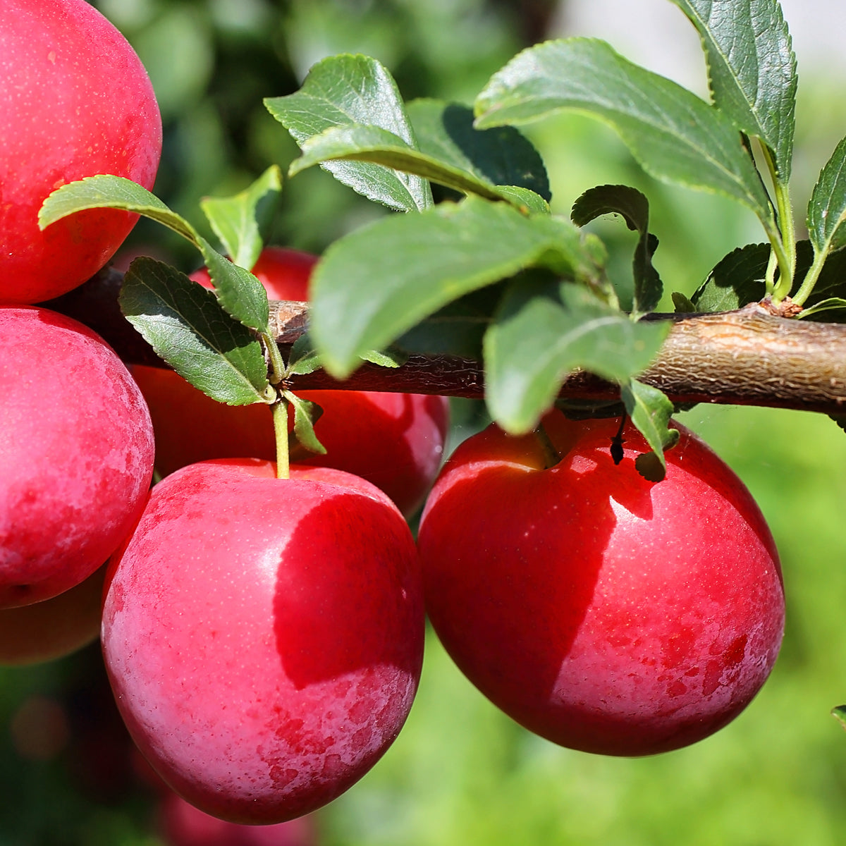 Plum Trees - Ruby Sweet – Plant Me Green