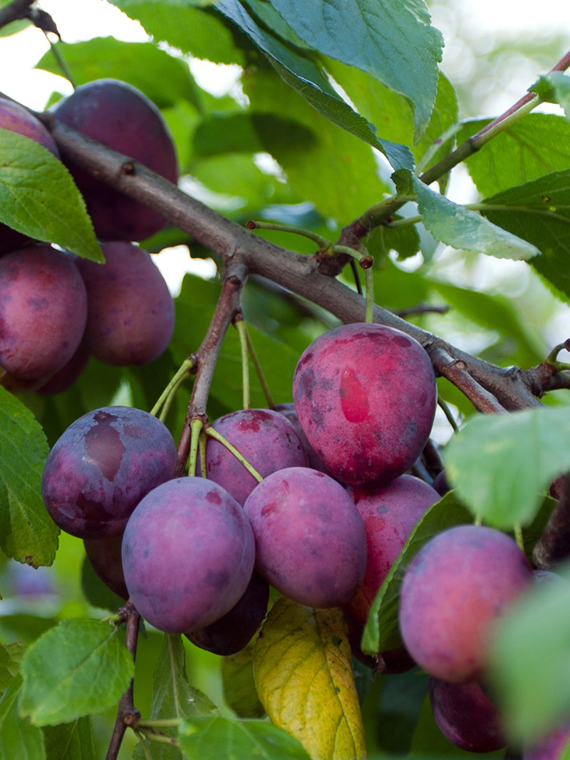 Plum Trees - Spring Satin – Plant Me Green