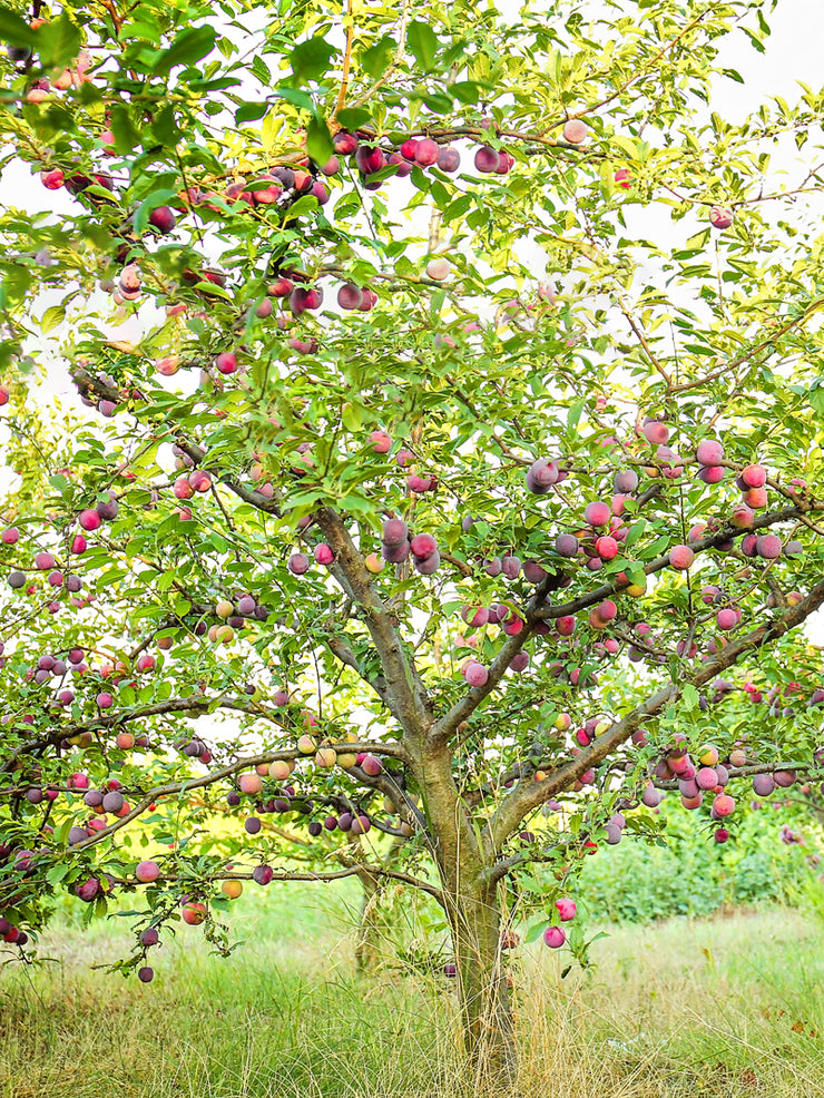 Plum Trees - All Red – Plant Me Green