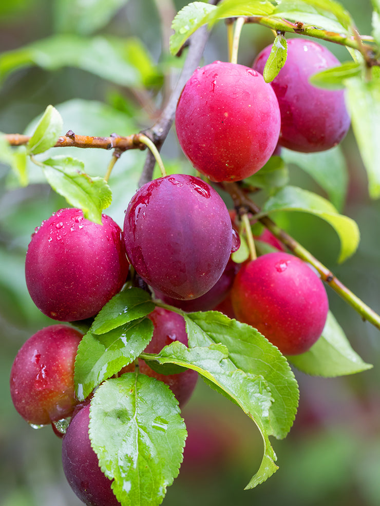 Plum Trees- Waneta – Plant Me Green